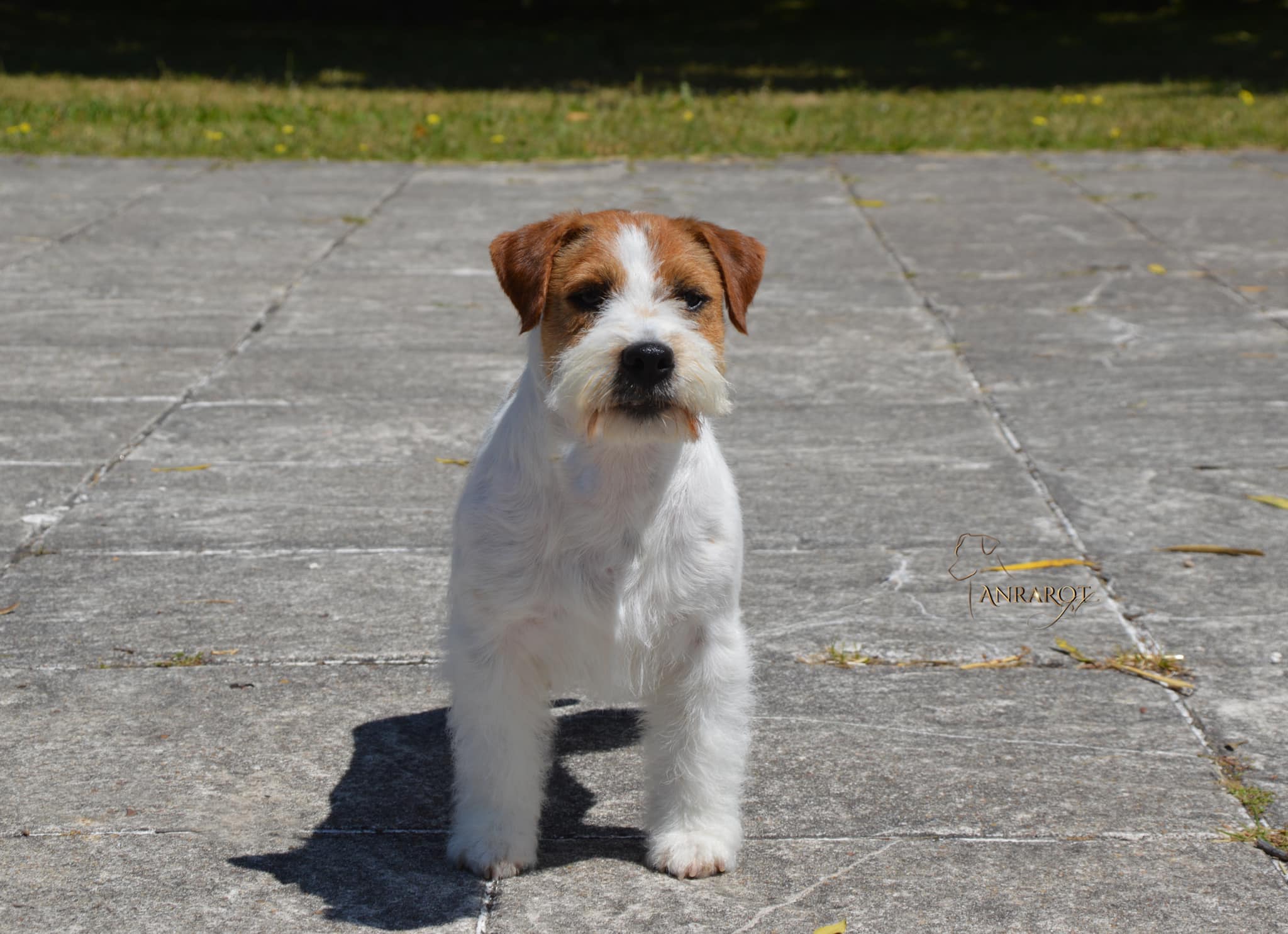 Guía para no cagarla con tu primer Jack Russell - Criadero Jack Russell ...
